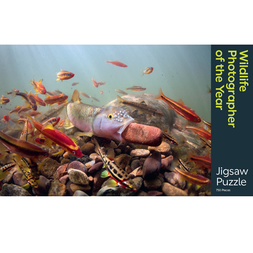 Wildlife Photographer of the Year 59 Jigsaw Rock Idol (750 Pcs ...