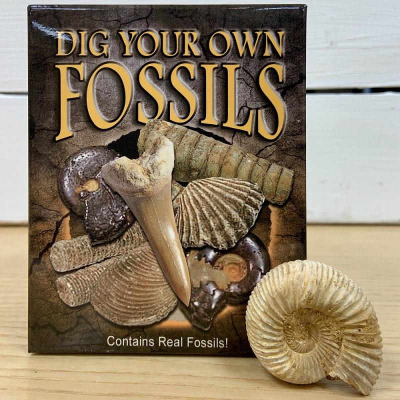 Dig Your Own Fossils – Bristol Museums